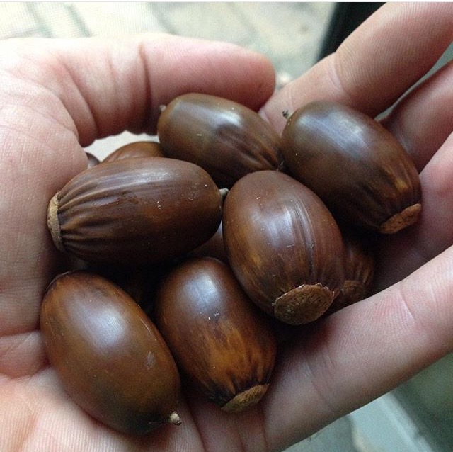 acorn meal – How to Cook a Weed