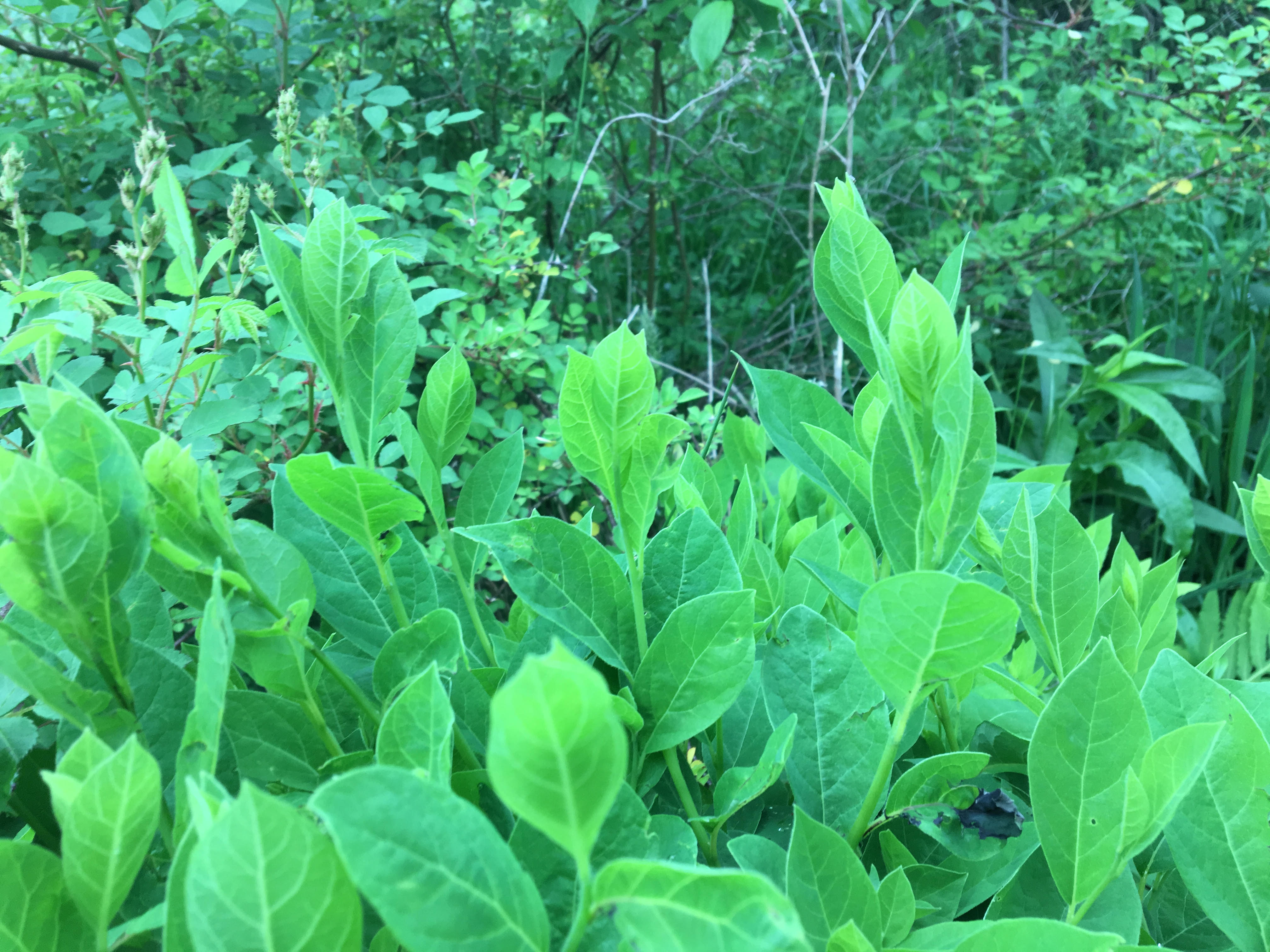 Spicebush : A Spice For All Seasons – How to Cook a Weed